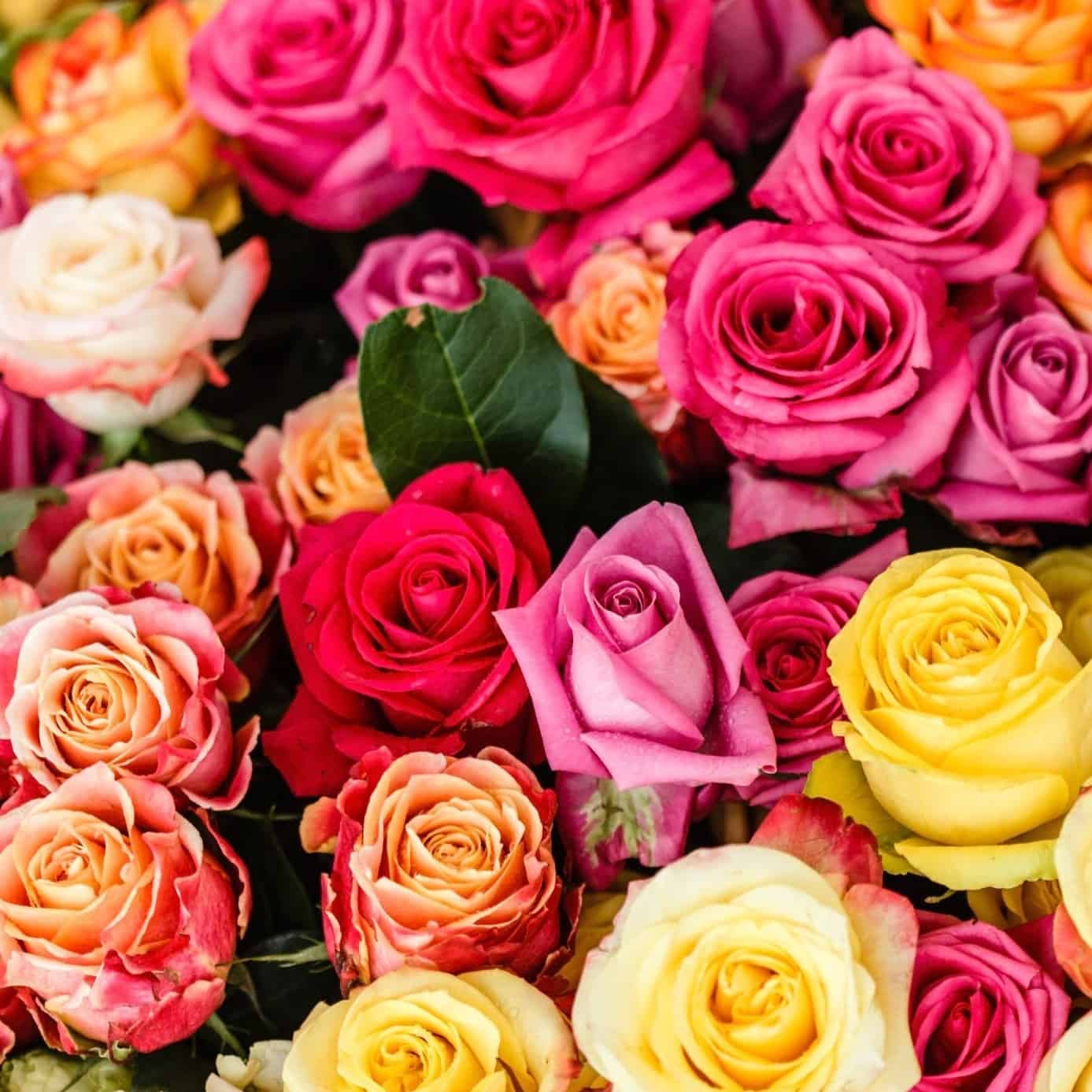 Start Spring With These Flowers - Shotwell Floral & Greenhouse
